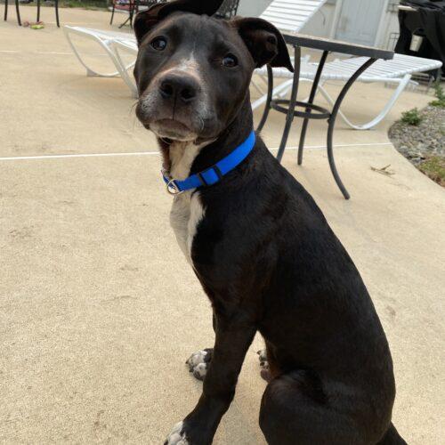 Available Dogs – The Riley Rescue