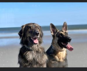 Available Dogs – Riley Rescue