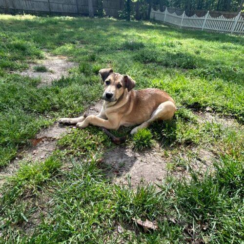 Available Dogs – The Riley Rescue
