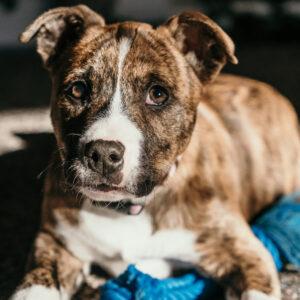 Available Dogs – The Riley Rescue