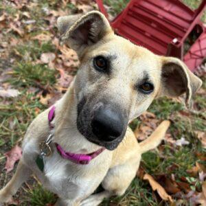 Available Dogs – The Riley Rescue