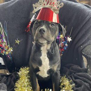 Available Dogs – The Riley Rescue