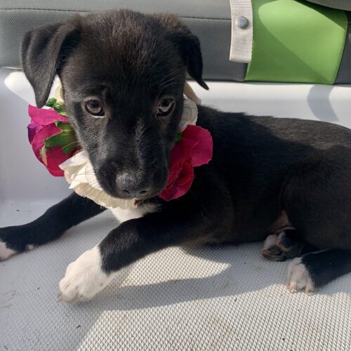 Available Dogs – Riley Rescue