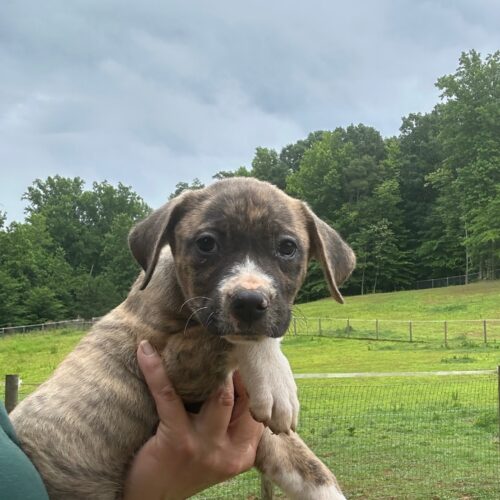 Available Dogs – Riley Rescue