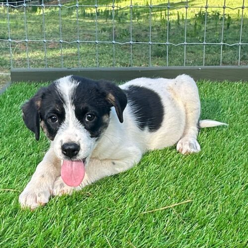 Available Dogs – Riley Rescue