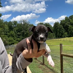 Available Dogs – Riley Rescue