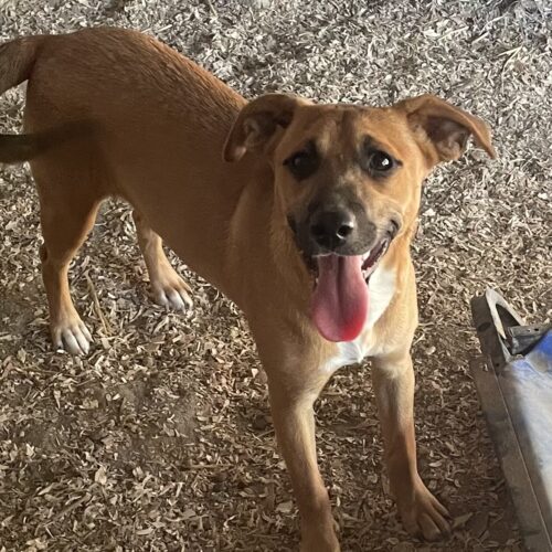 Available Dogs – Riley Rescue