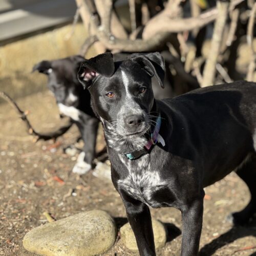 Available Dogs – Riley Rescue