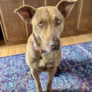 Available Dogs – Riley Rescue