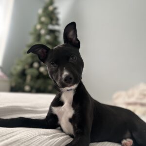 Available Dogs – Riley Rescue