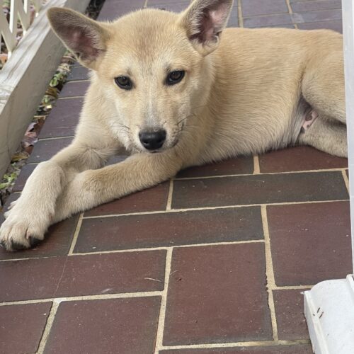 Available Dogs – Riley Rescue