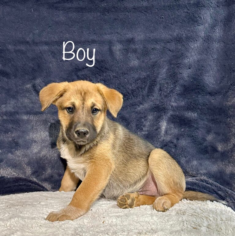 Available Dogs – Riley Rescue