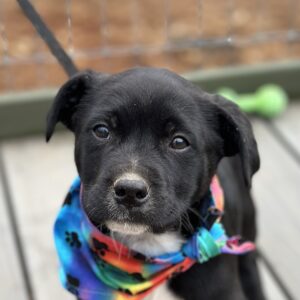 Available Dogs – Riley Rescue