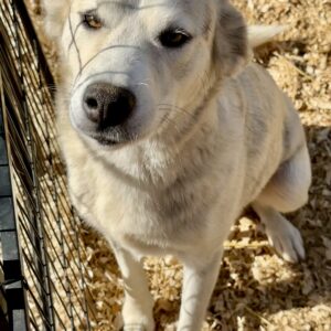 Available Dogs – Riley Rescue