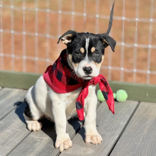 Available Dogs – Riley Rescue