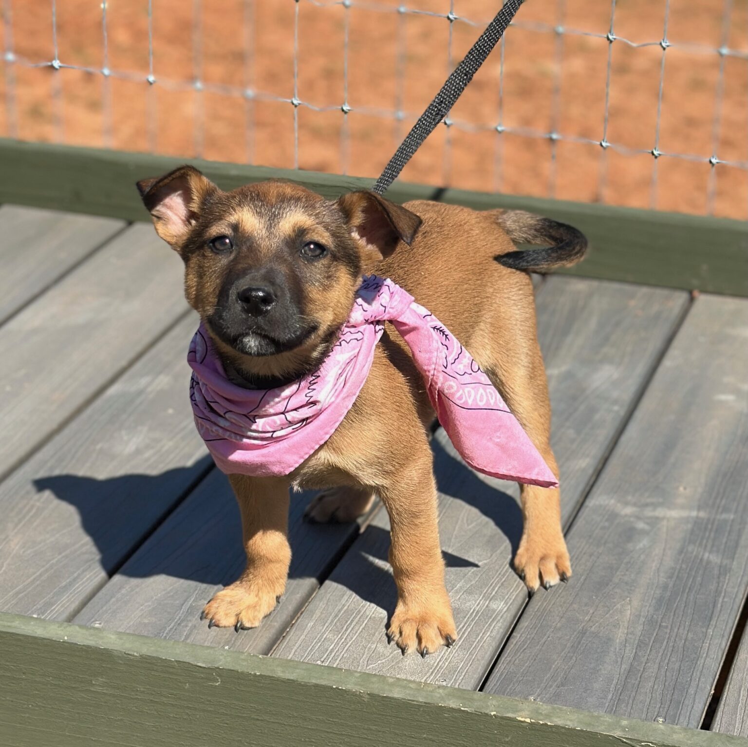 Available Dogs – Riley Rescue