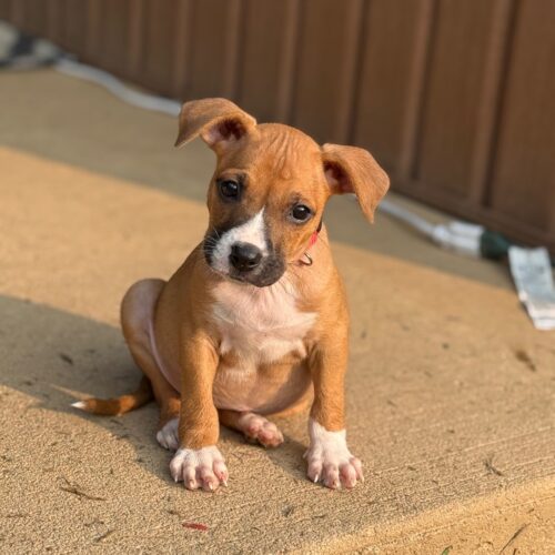 Available Dogs – Riley Rescue