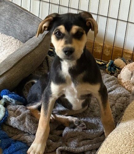 Axel – Riley Rescue