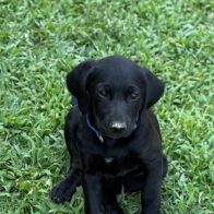 Available Dogs – Riley Rescue