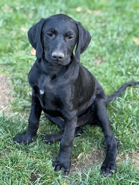 Asher – Riley Rescue