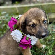 Briar – Riley Rescue