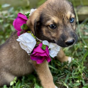 Briar – Riley Rescue